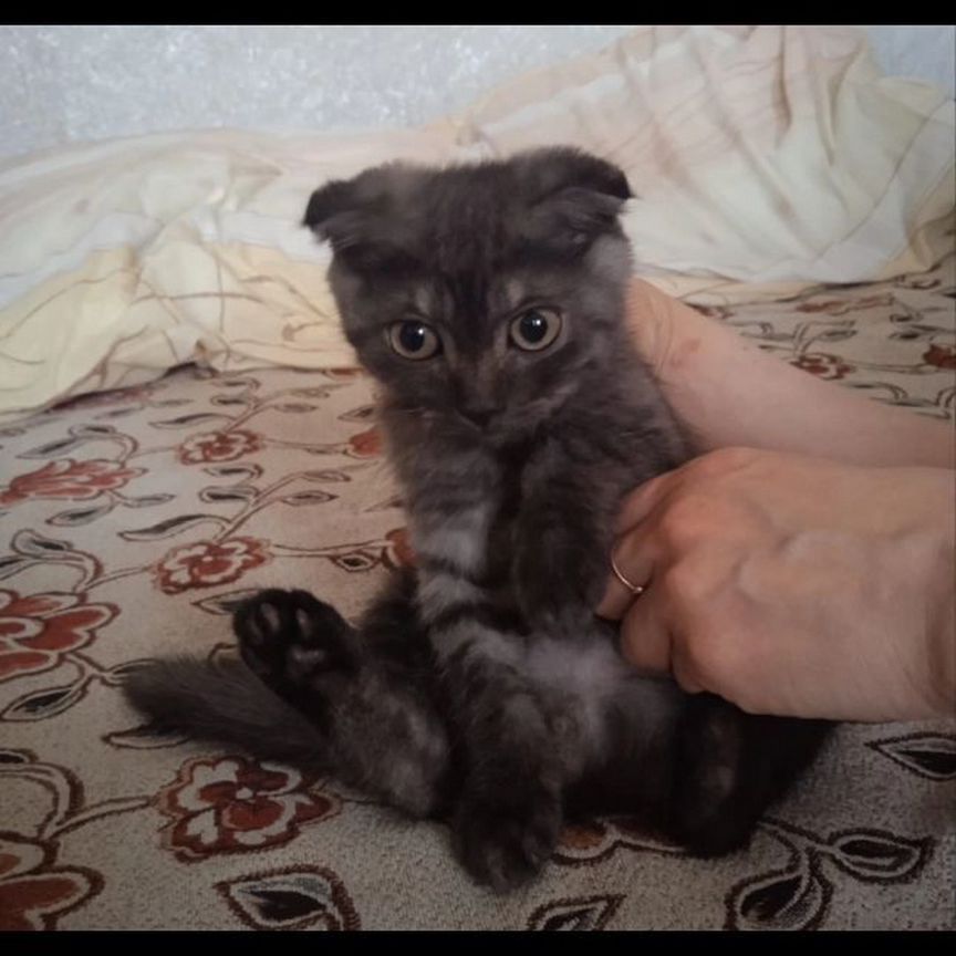 Котенок котик в добрые руки