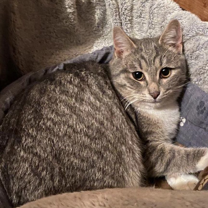 Котенок