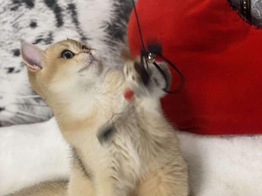 Хениссон - британский малыш