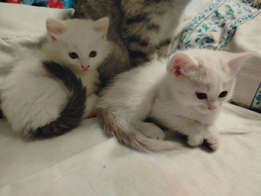 Отдам котят в добрые руки