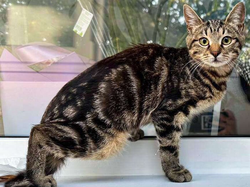 Настоящий Тор из Марвел, только с лапками