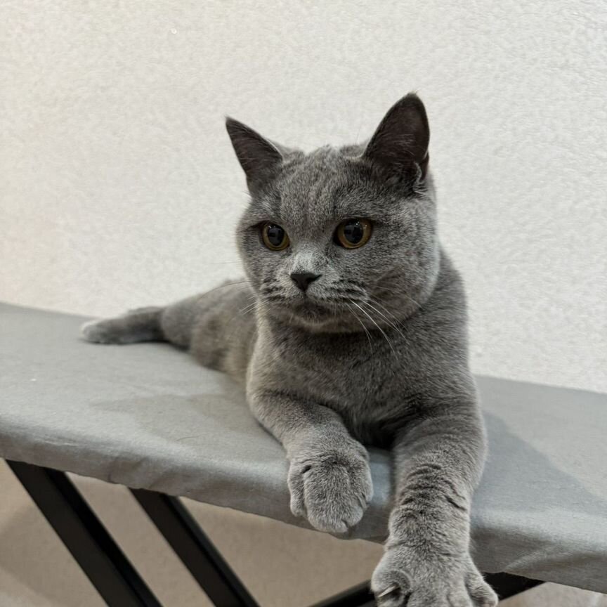 Ищем кота для кошки