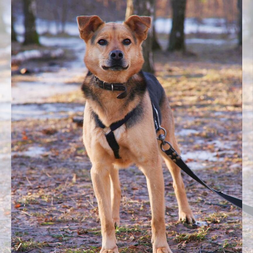 Собака в добрые руки бесплатно дар