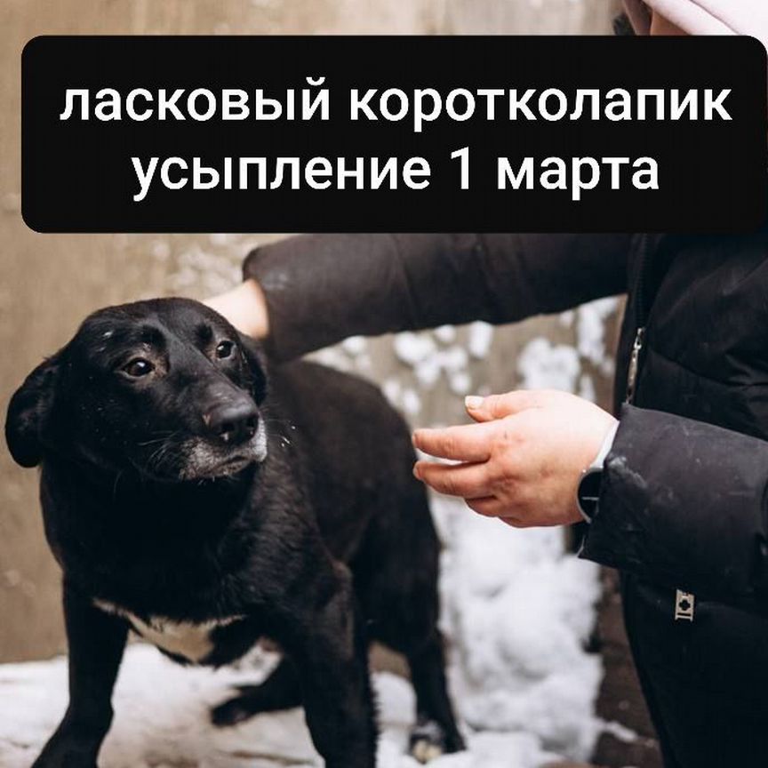 Взрослый пёс в добрые руки