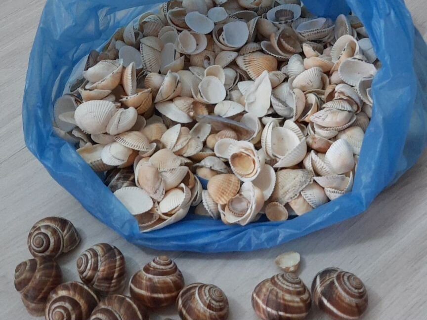 Морские ракушки раковины