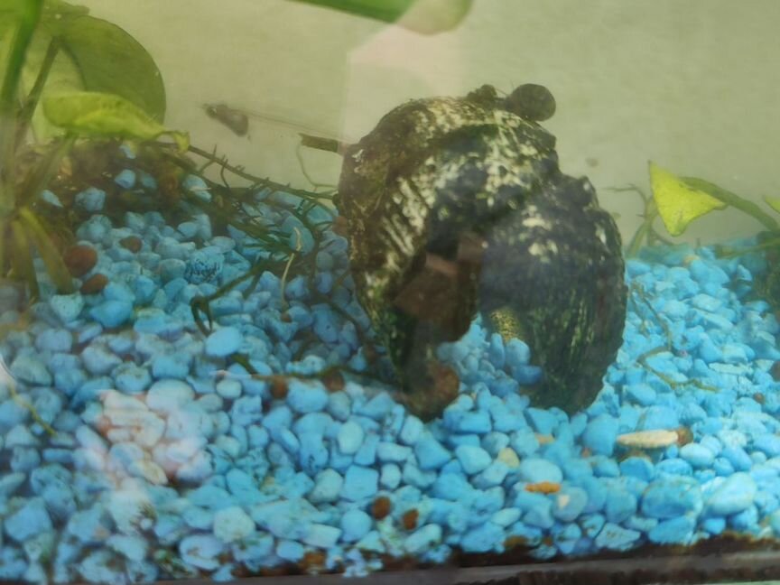 Аквариумные рыбки: сом и стеклянная рыба