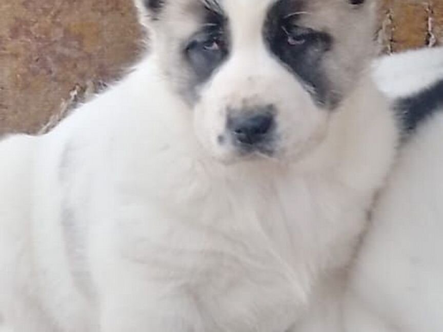 Среднеазиатская овчарка алабай щенки