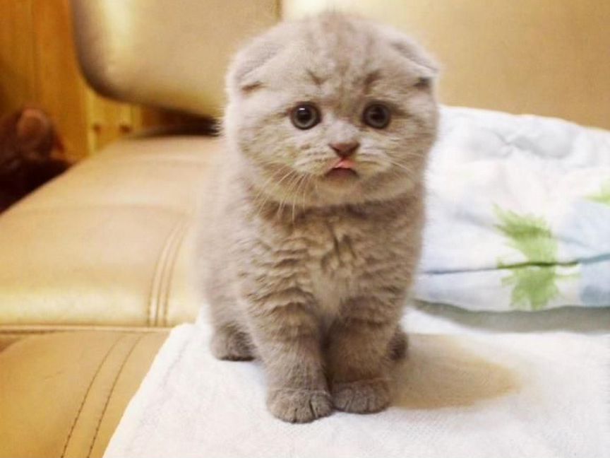 Элитная клубная шотландский милашка