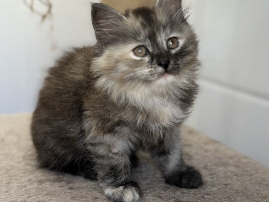 Девочка окраса " акварель" в добрые ручки