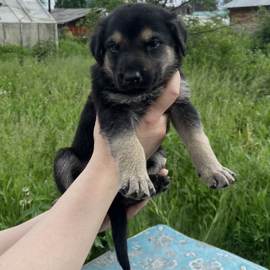 Щенок в добрые руки