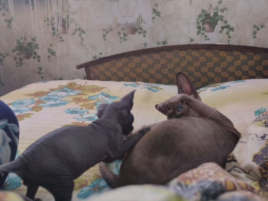 Канадские малыши