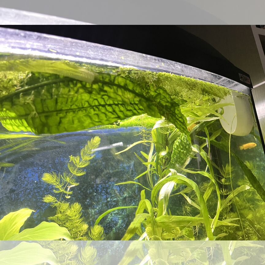 Криптокорина апоногетонолистная