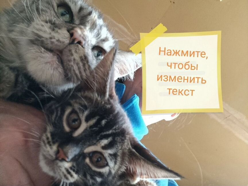 Мейн-кун девочка и мальчик