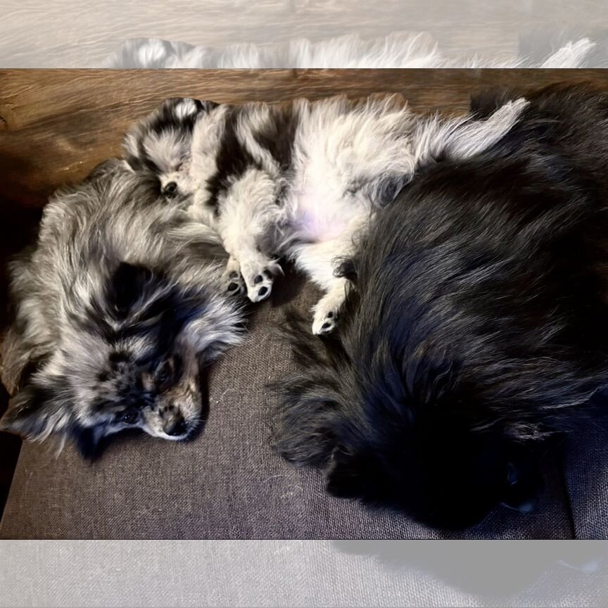 Померанский шпиц, щенок