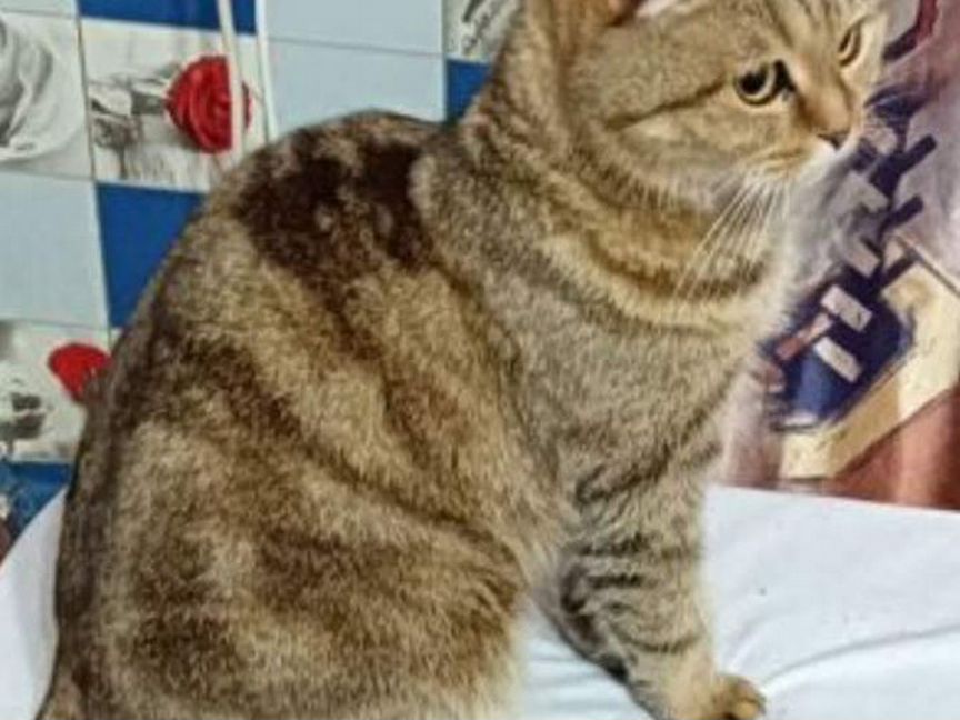 Отдам в добрые руки кошечку Ксюшу