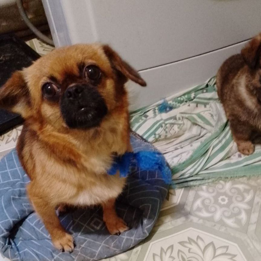 Пти-брабансон, щенок