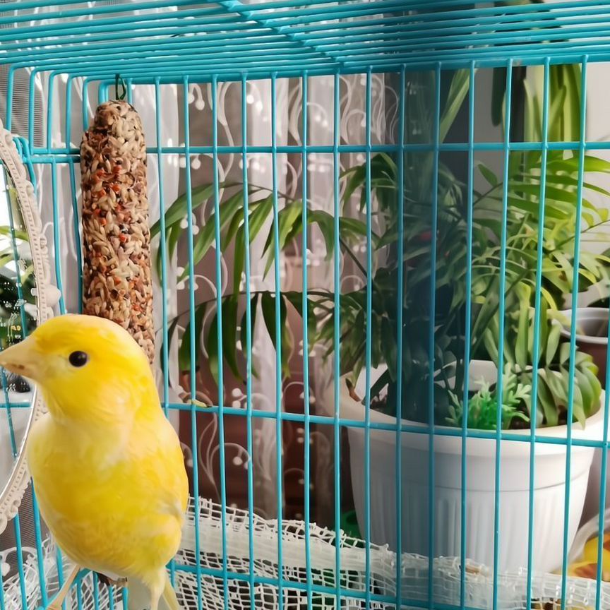 Кенарь поющий и канарейка