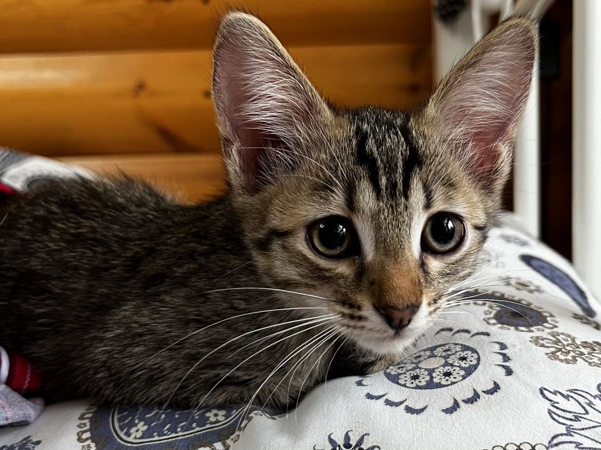 Котята Канаани