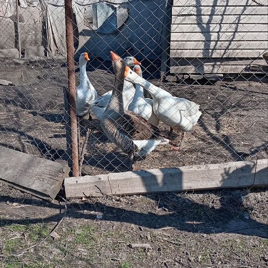 Гусь