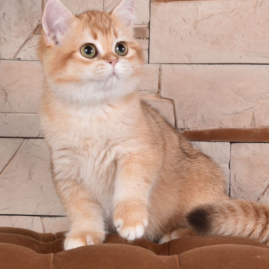 Британский короткошёрстный котёнок