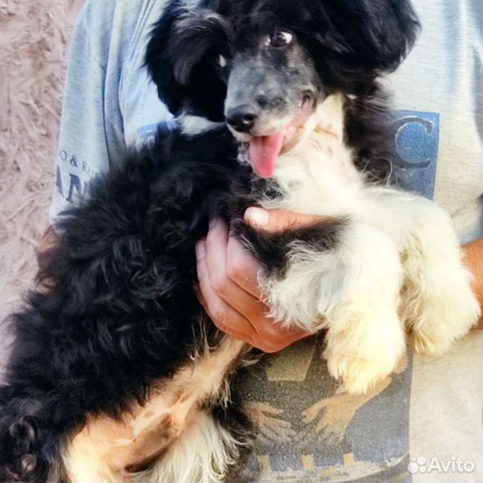 Пуховички китайские хохлатые