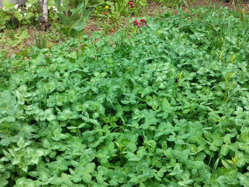 Клевер (сено) для грызунов