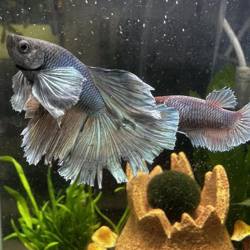 Рыбки петушок и курочки