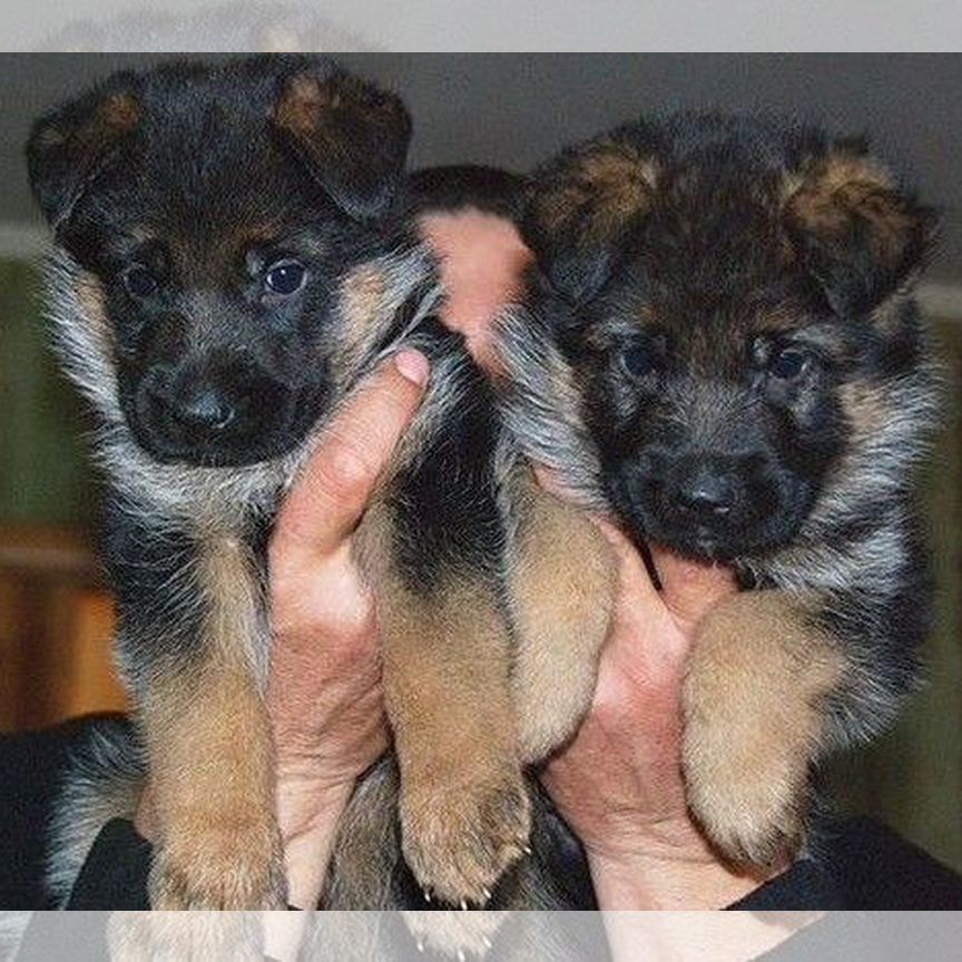 Немецкая овчарка, щенок