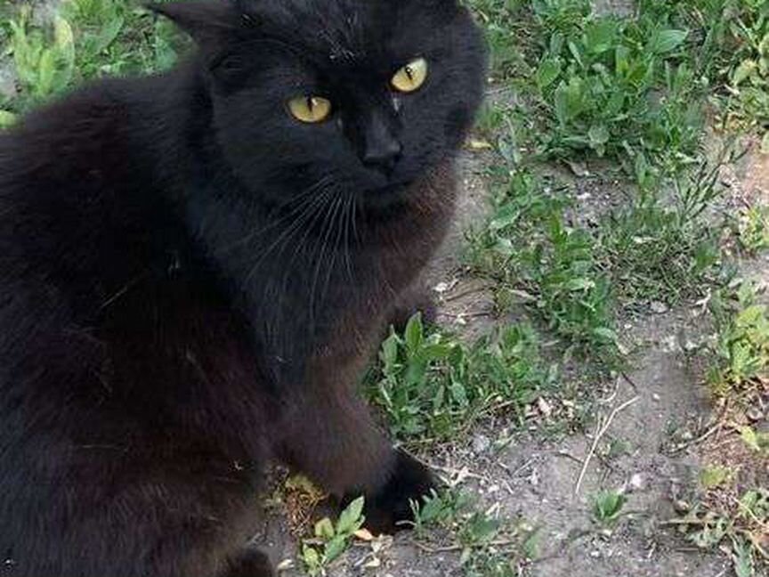 Кошечка в добрые руки