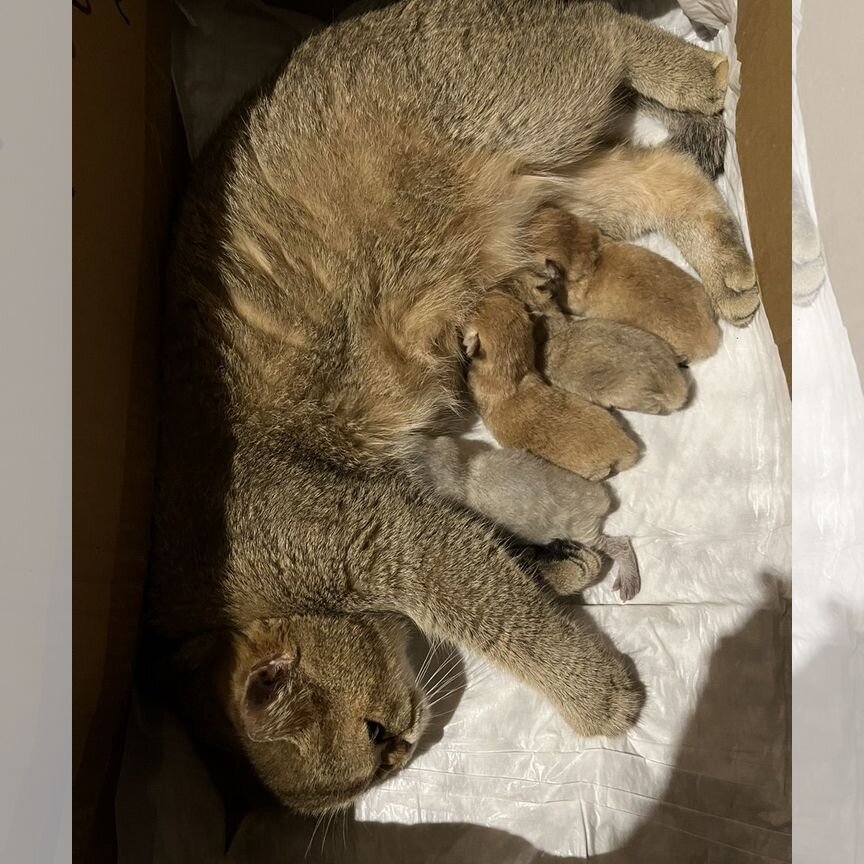 Британские котята