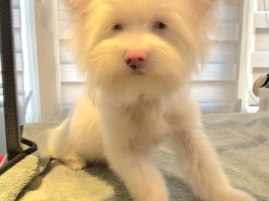 Белый голубоглазый йорк