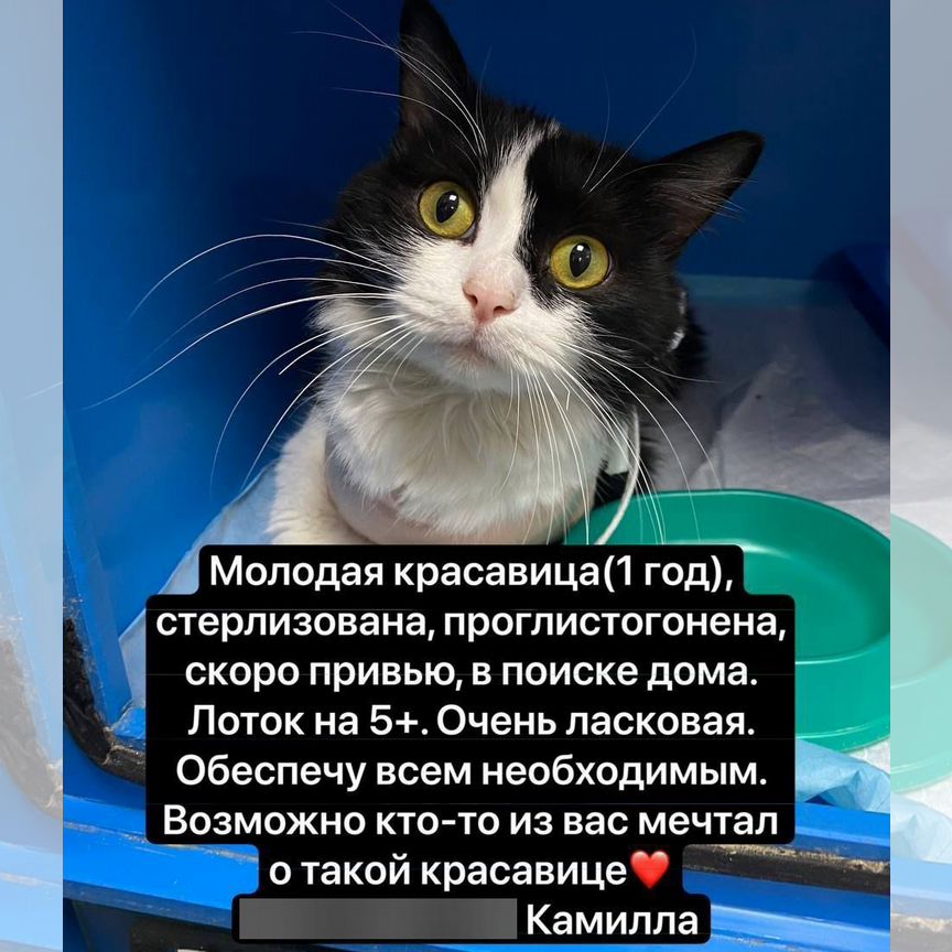 Пристроить кошку