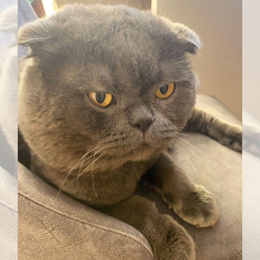 Кот шотладский бесплатно