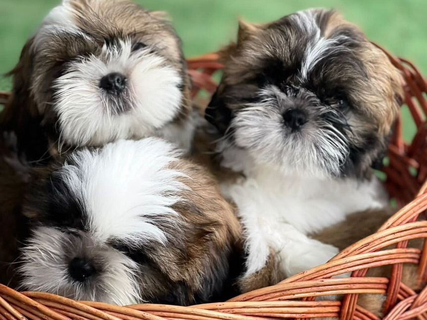 Собака ши-тцу