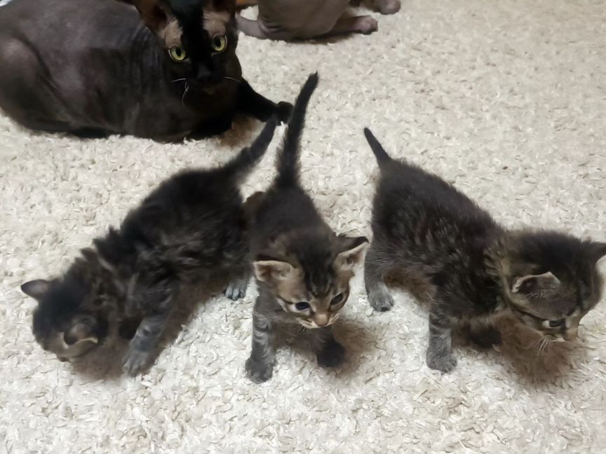 Донской сфинкс котята браш