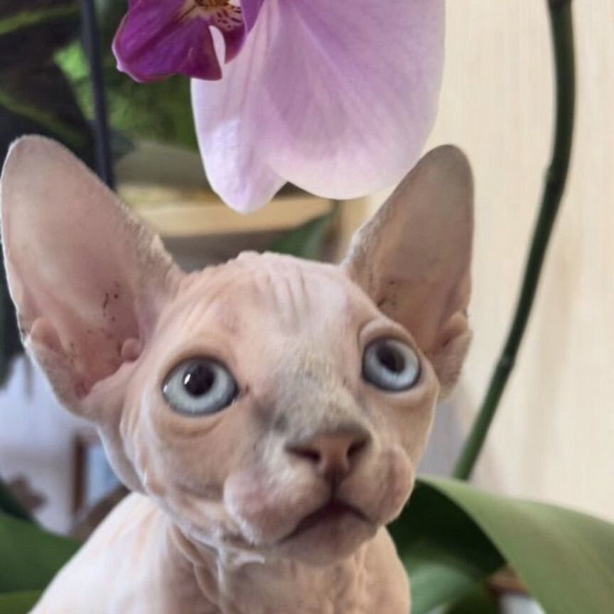 Канадский сфинкс котенок