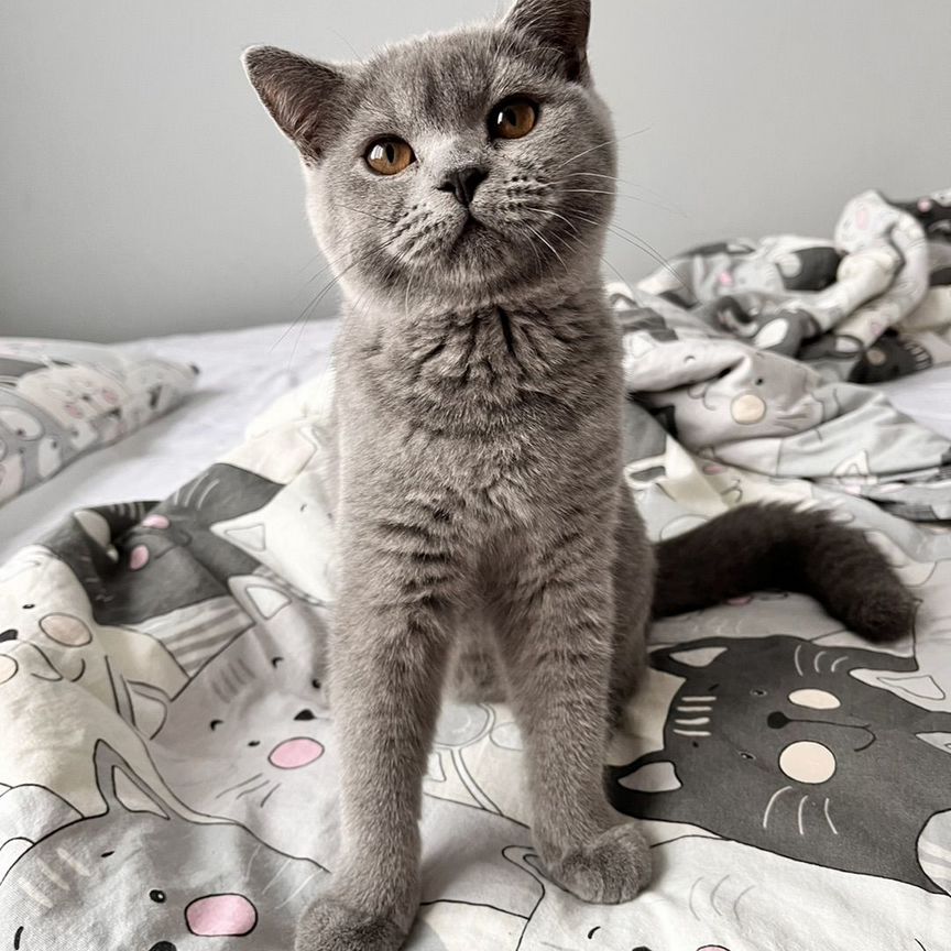 Британские котята