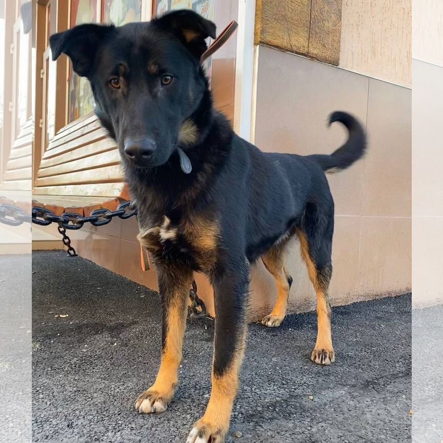 Роскошный чёрный немец овчарка в добрые руки