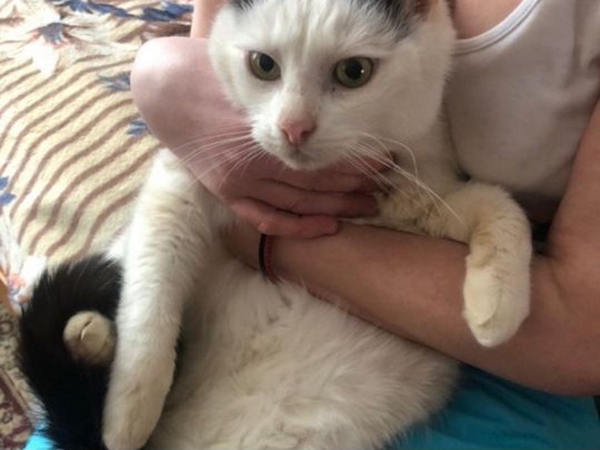 Умерла хозяйка котофея