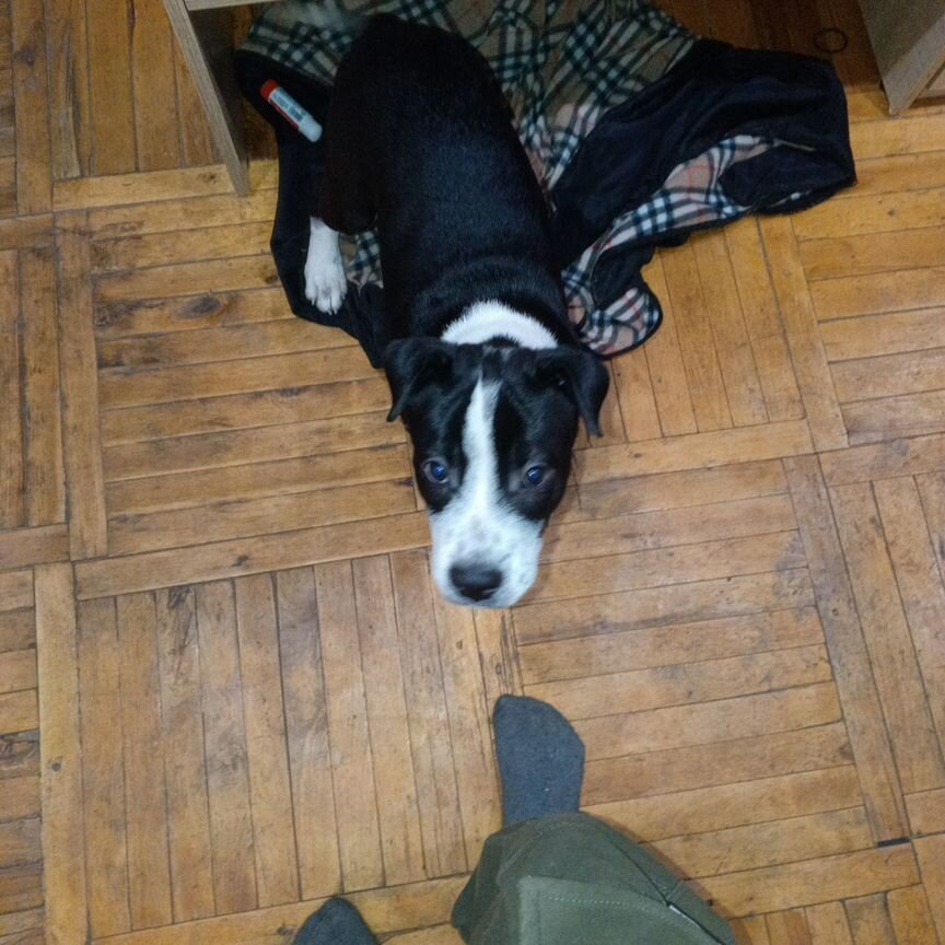 Продам собаку стафф терьер