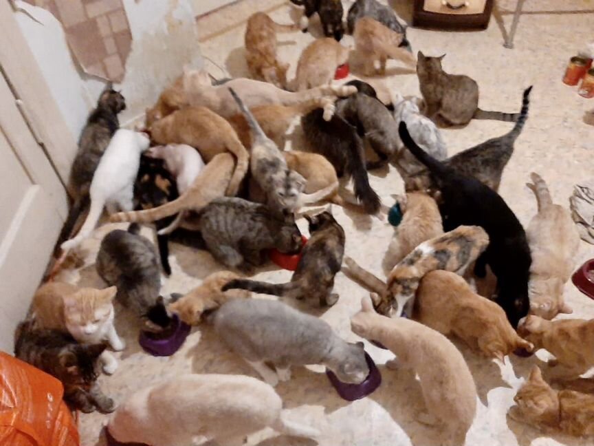 Корм в приют