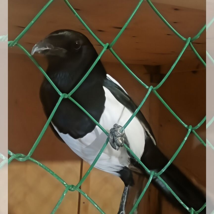 Сорока в добрые руки