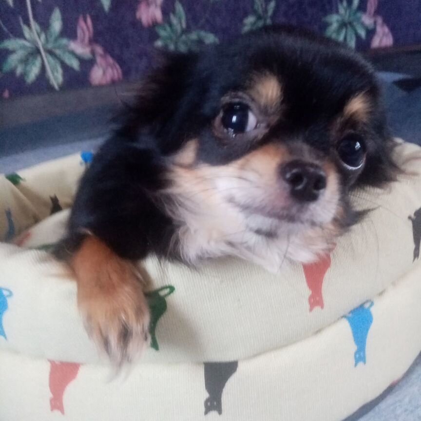 Годовалая мини красотка