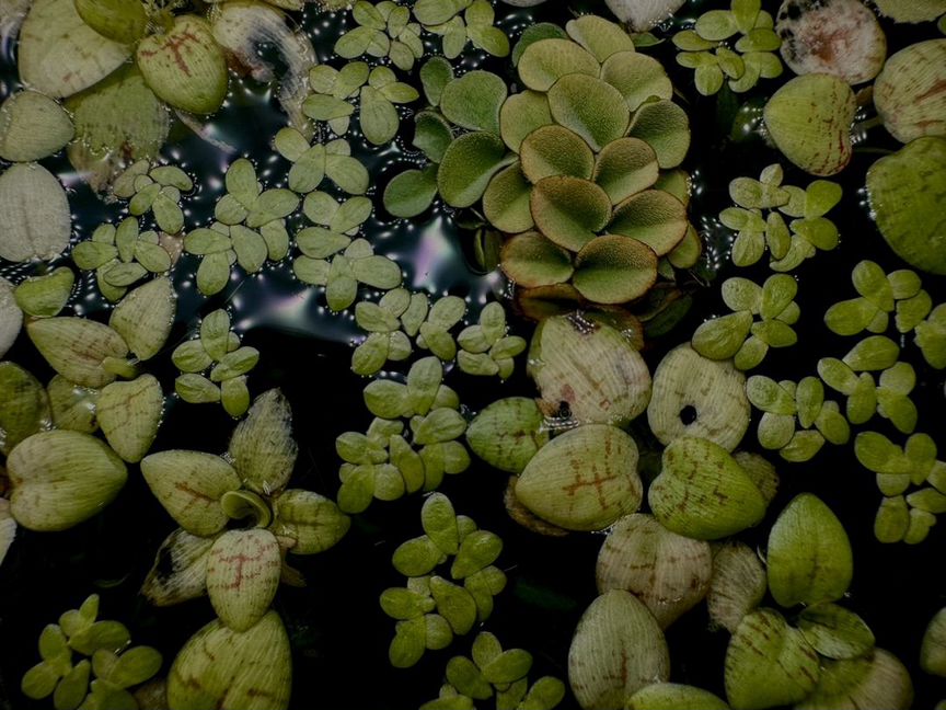 Лимнобиум, ряска