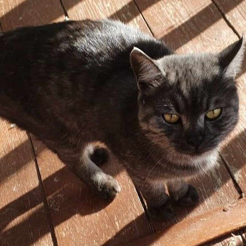 Шотландская помесь котик в добрые руки