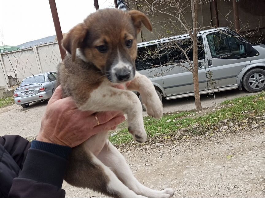 Красивые щенки и котята выживают на улице