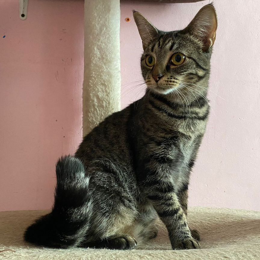 Алиску никто не замечает