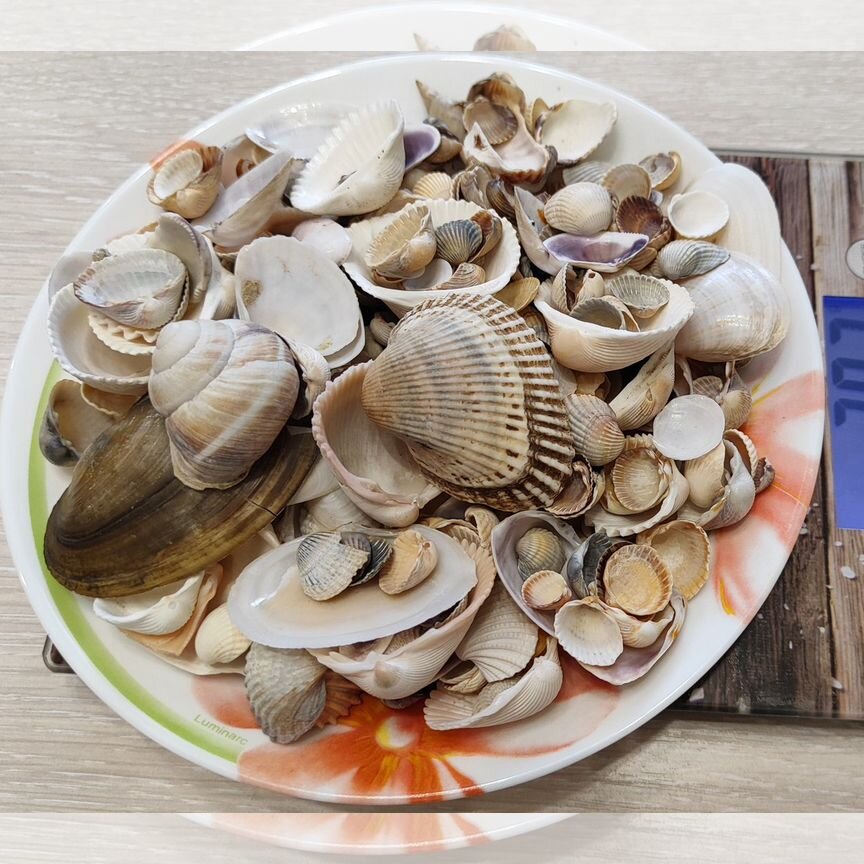 Ракушки для аквариума