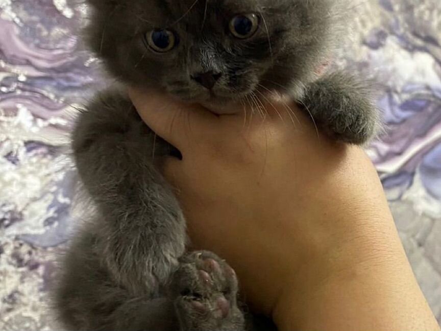 Котята