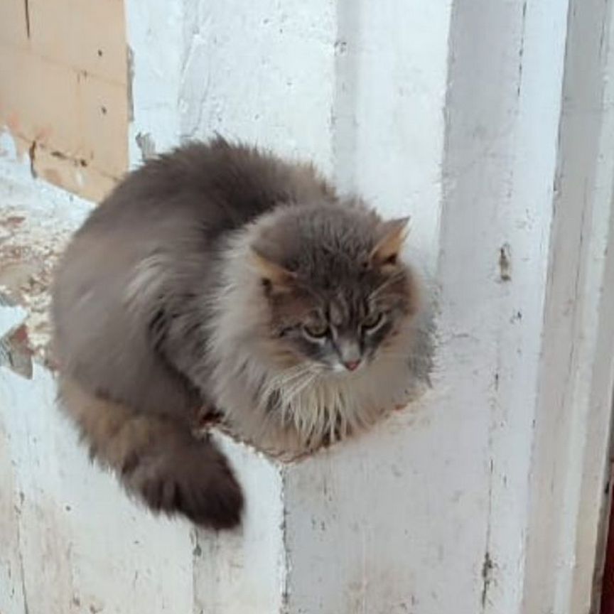 Котик молодой